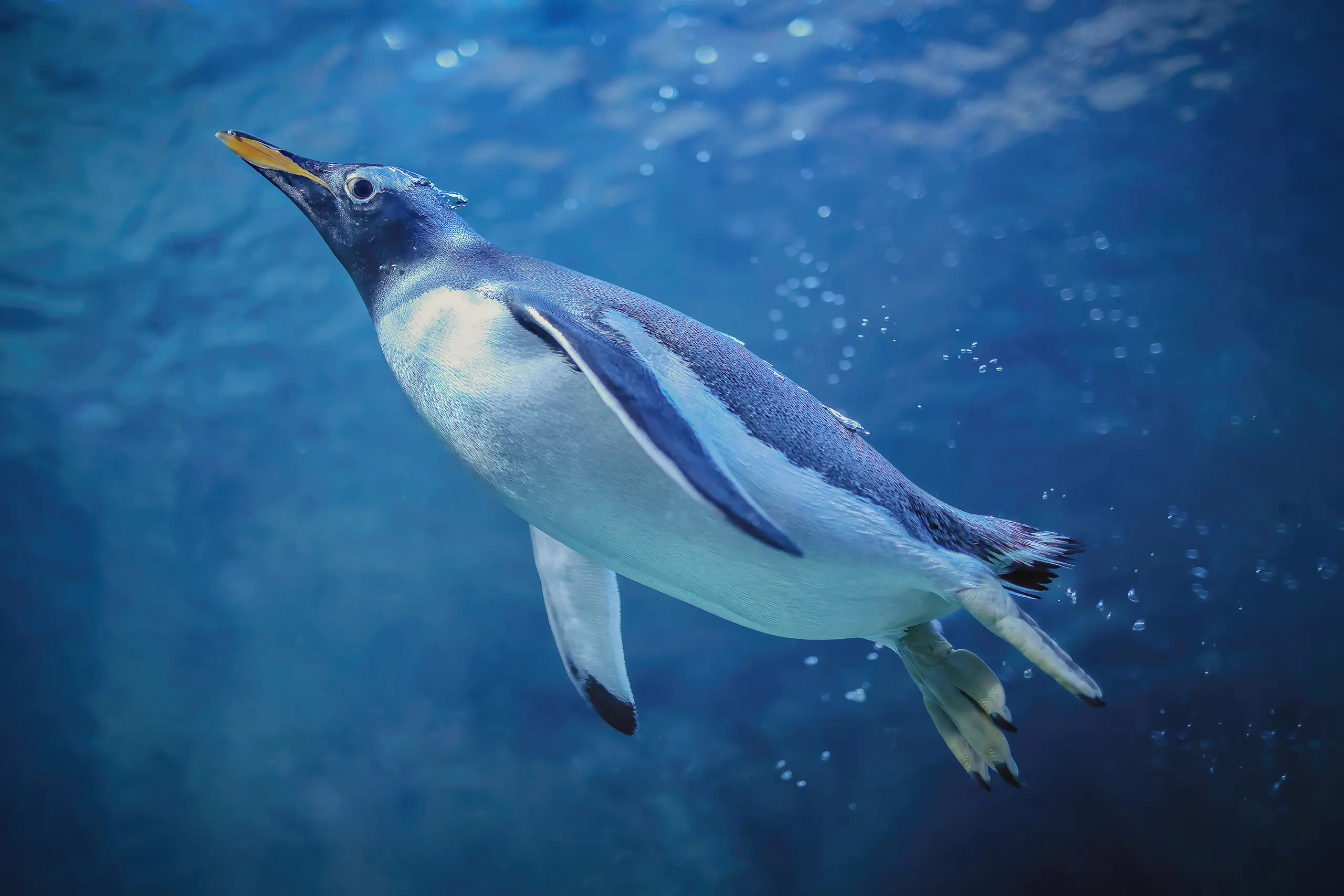 DAZA-naturbevarelse - DAZA