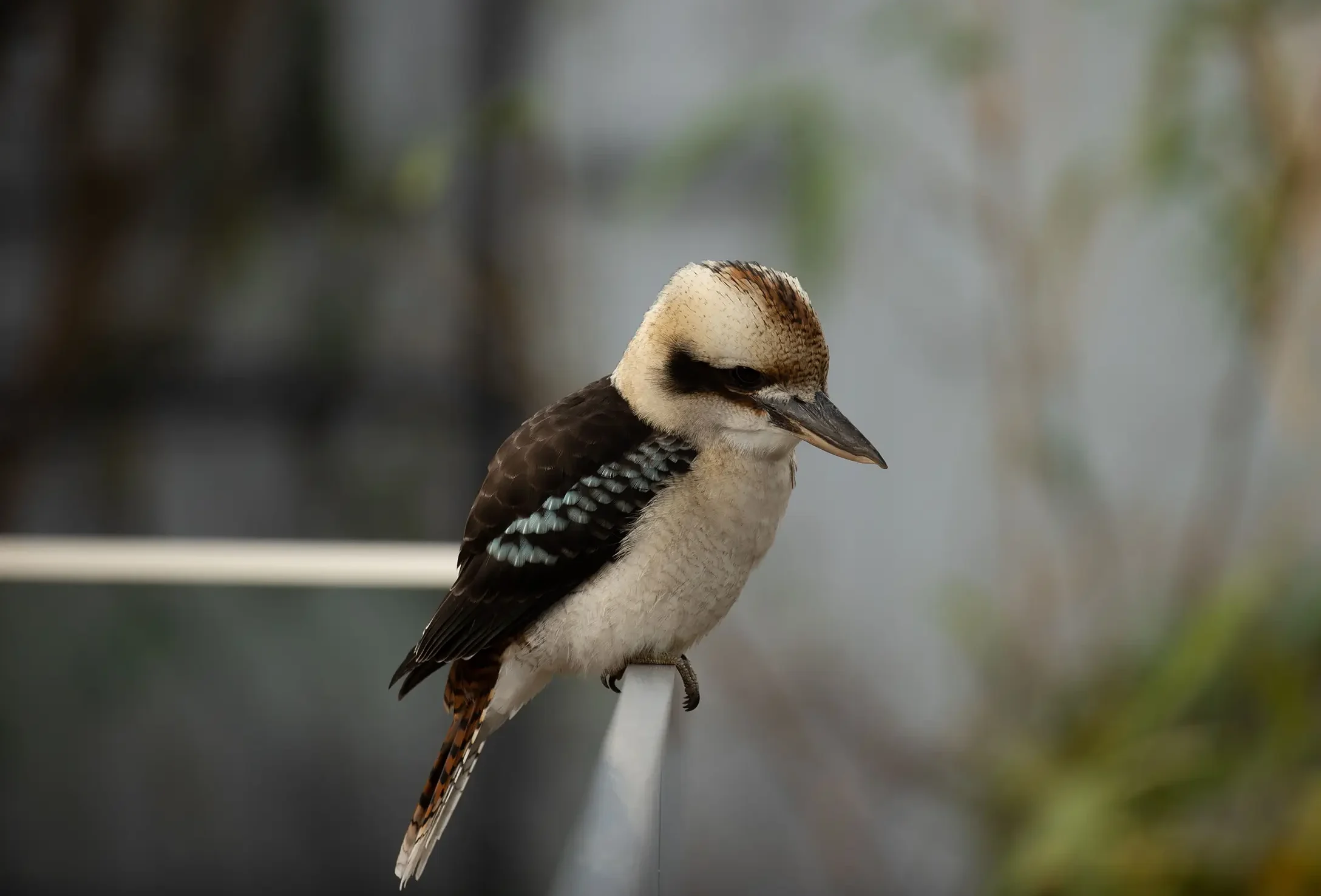 Medlems­oversigt - DAZA